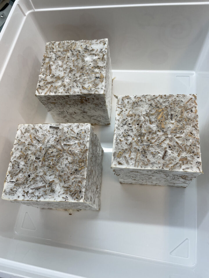 Using Biomaterials in Architecture: Mycelium